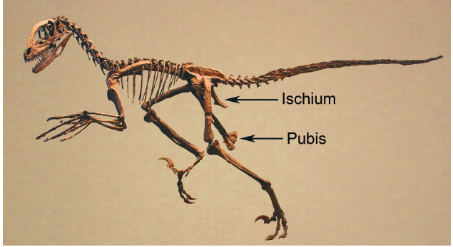 Vom Dino zum Vogel Teil 5: Evolution des Vogel-Skeletts » Darwinator
