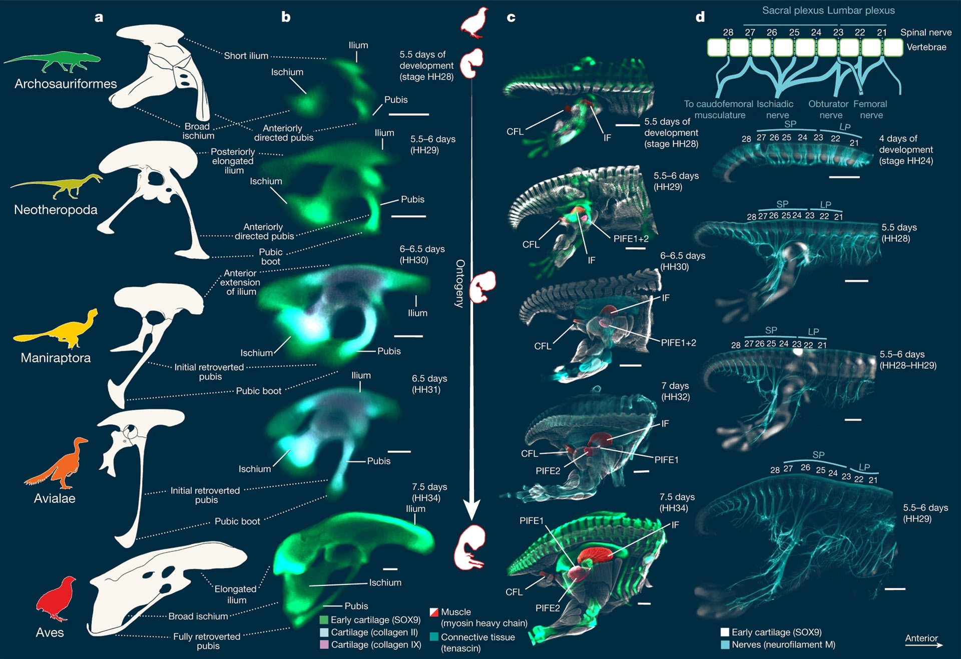 Vom Dino zum Vogel Teil 5: Evolution des Vogel-Skeletts » Darwinator