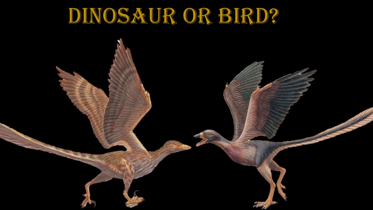 Erdgeschichte » Darwinator