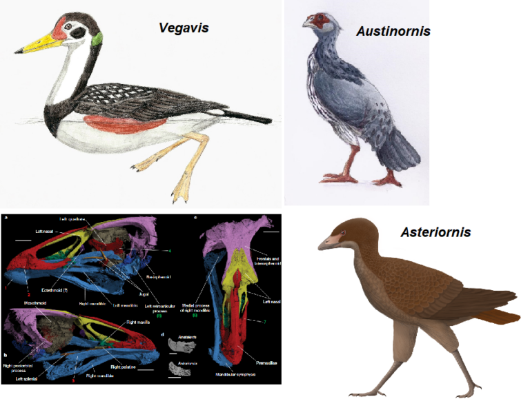 Vom Dino zum Vogel Teil 9: warum haben die Vögel das Aussterben ...