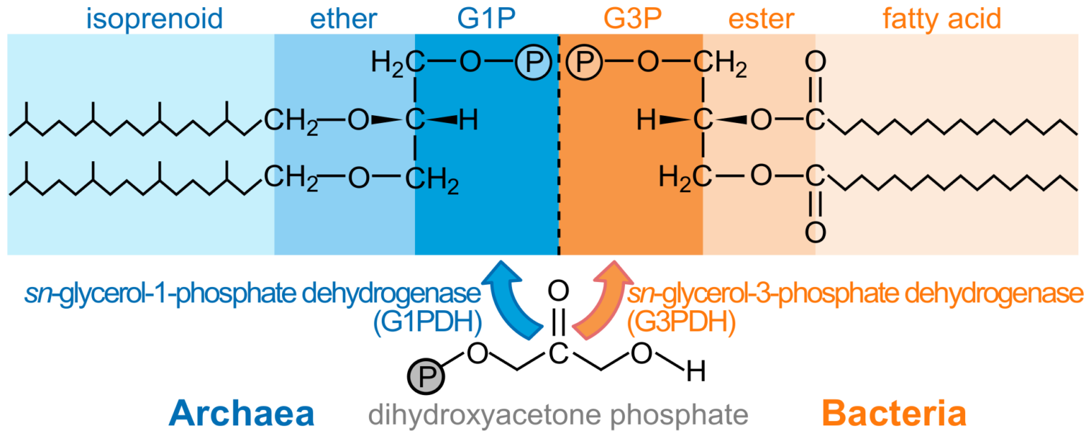 Entstehung des Lebens Teil 12: Wie entstand die erste Zelle? » Darwinator