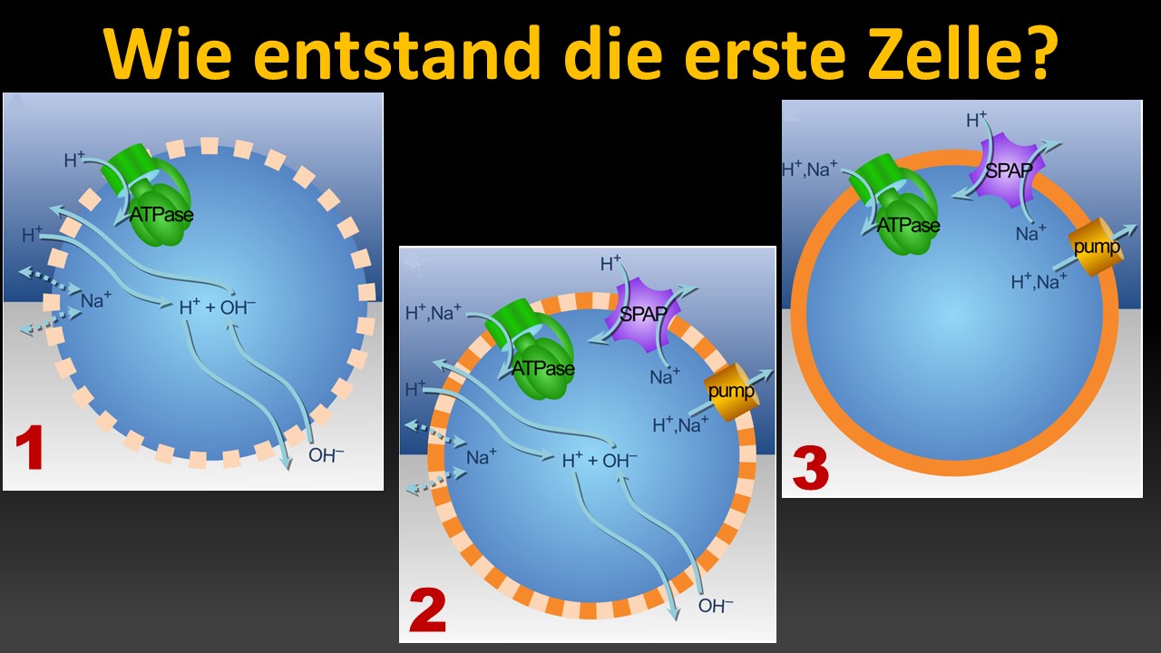 Entstehung des Lebens Teil 12: Wie entstand die erste Zelle? » Darwinator