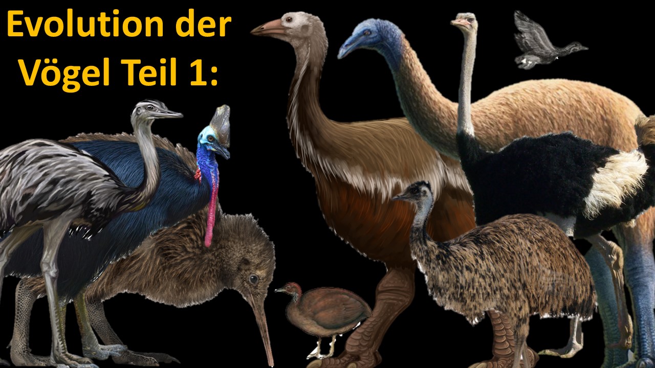 Vielfalt und Evolution der Vögel Teil 1: Palaeognathae » Darwinator