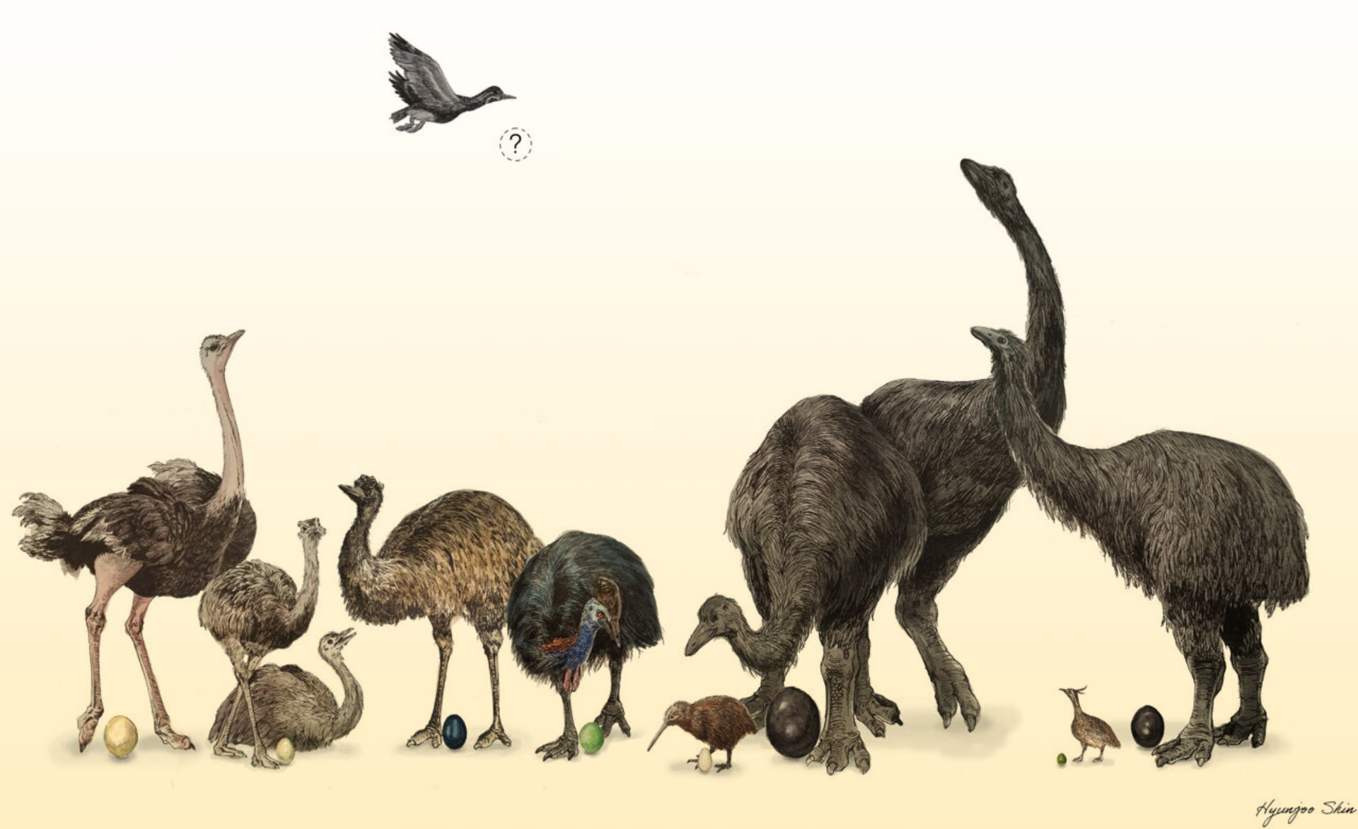 Vielfalt und Evolution der Vögel Teil 1: Palaeognathae » Darwinator