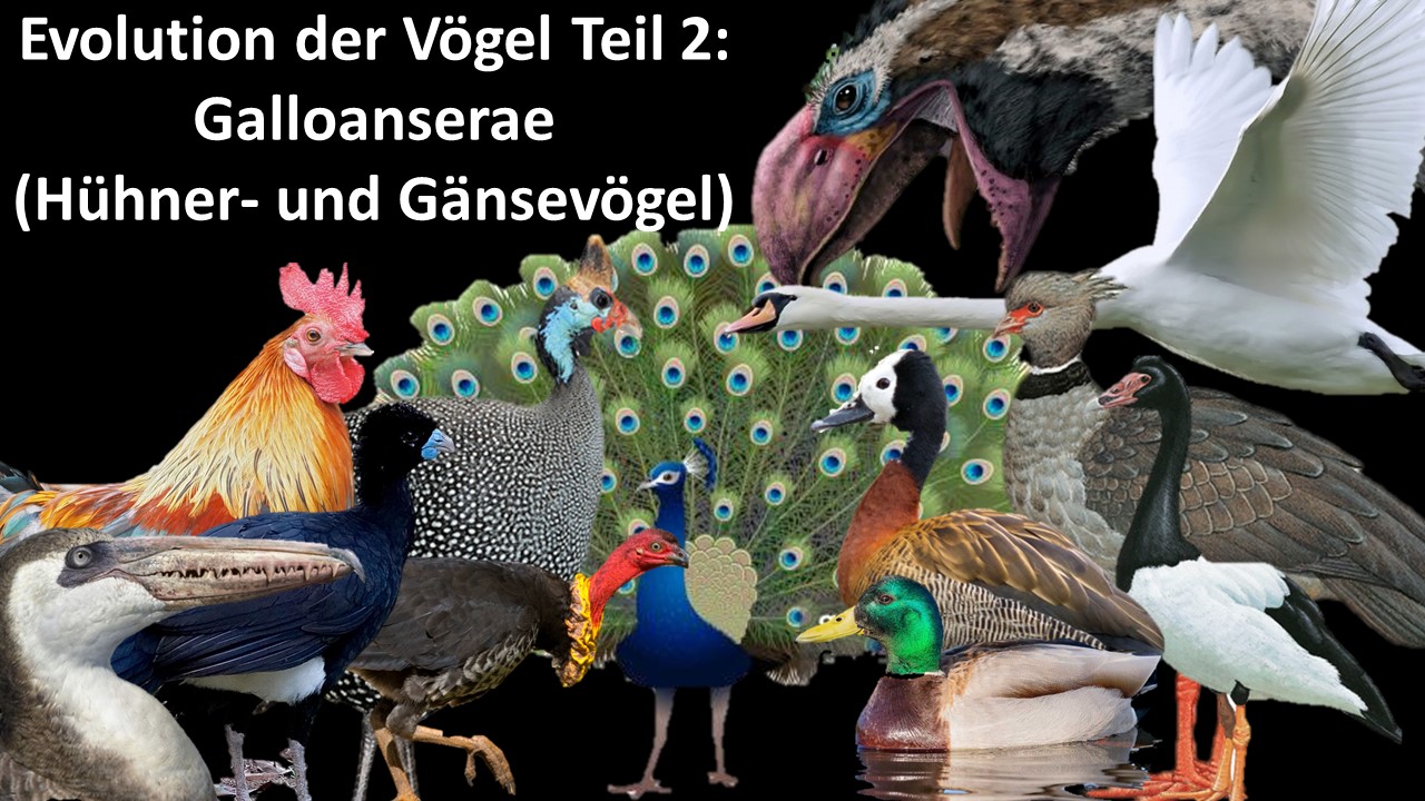 Vielfalt und Evolution der Vögel Teil 2: Galloanserae » Darwinator