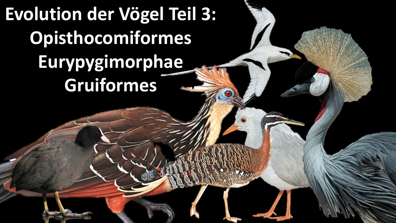 Vielfalt und Evolution der Vögel Teil 3: Opisthocomiformes, Eurypygimorphae und Gruiformes ...