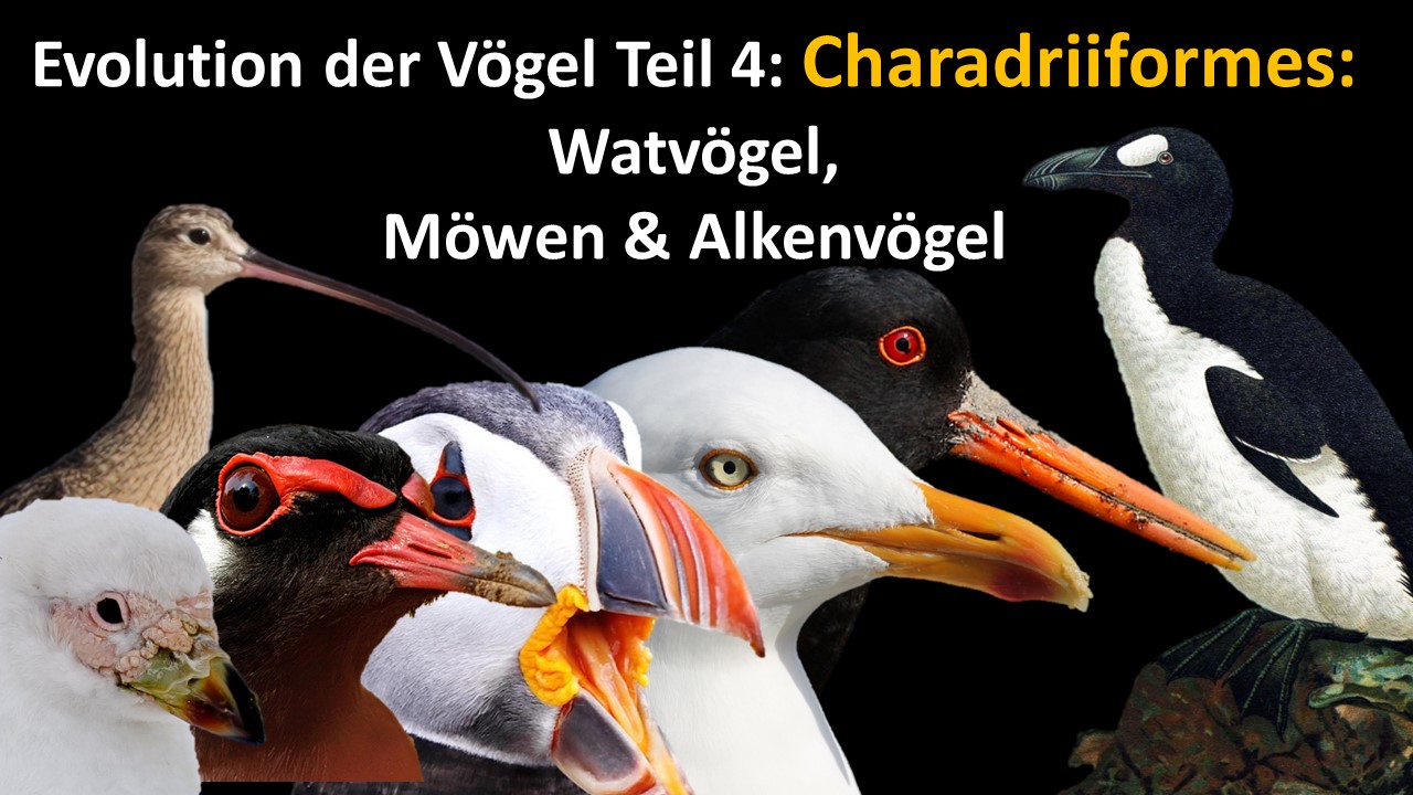 Vielfalt und Evolution der Vögel Teil 4: Charadriiformes » Darwinator