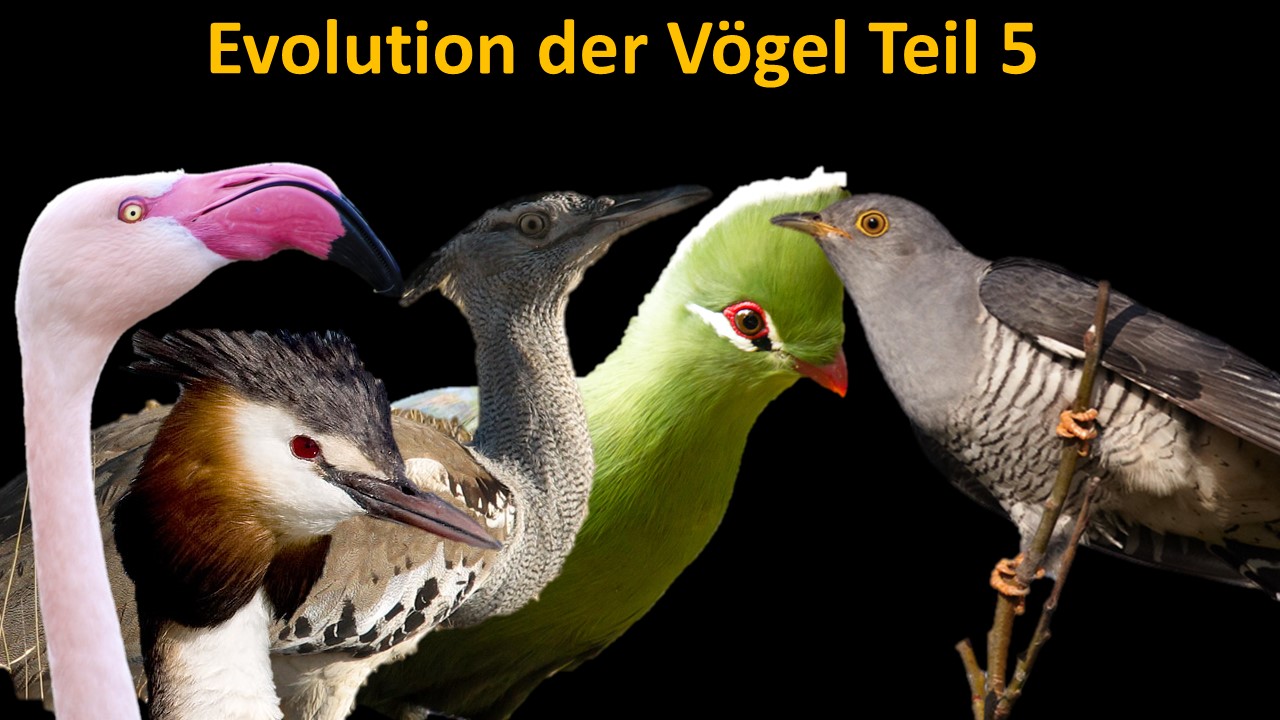 Vielfalt und Evolution der Vögel Teil 5: Mirandornithes und Otidimorphae » Darwinator