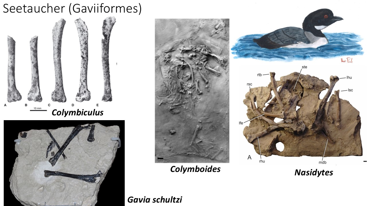 Vielfalt und Evolution der Vögel Teil 8: Aequornithes I (Seetaucher ...