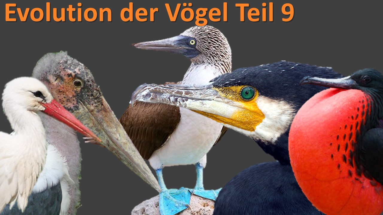 Vielfalt und Evolution der Vögel Teil 9: Aequornithes II (Ciconiiformes ...