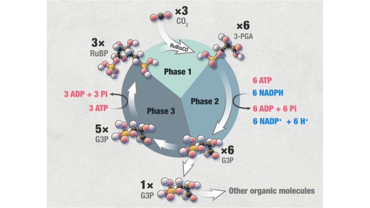 Evolution der Photosynthese Teil 3/4: Calvinzyklus und Rubisco » Darwinator