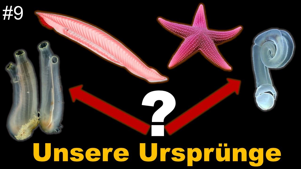 Der Ursprung der Wirbeltiere (von LUCA bis Eva Teil 9) » Darwinator